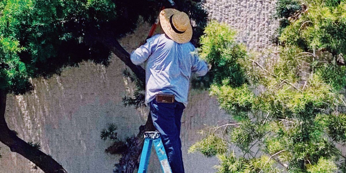 Cutting and Trimming Trees - Lawn DR Landscaping